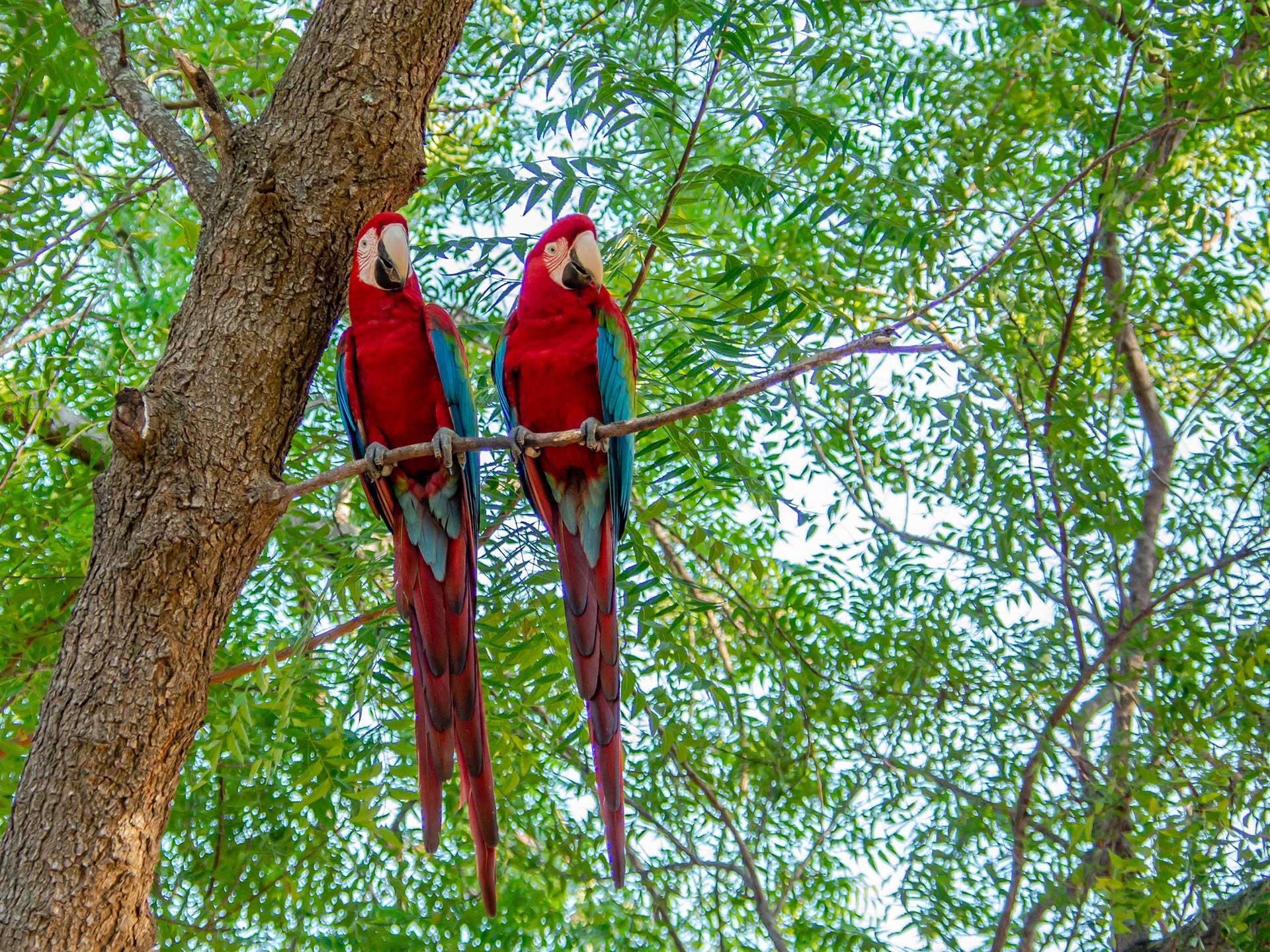 Ara rouge dans le pantanal Brésilien - Alexandre Bauer Photographe