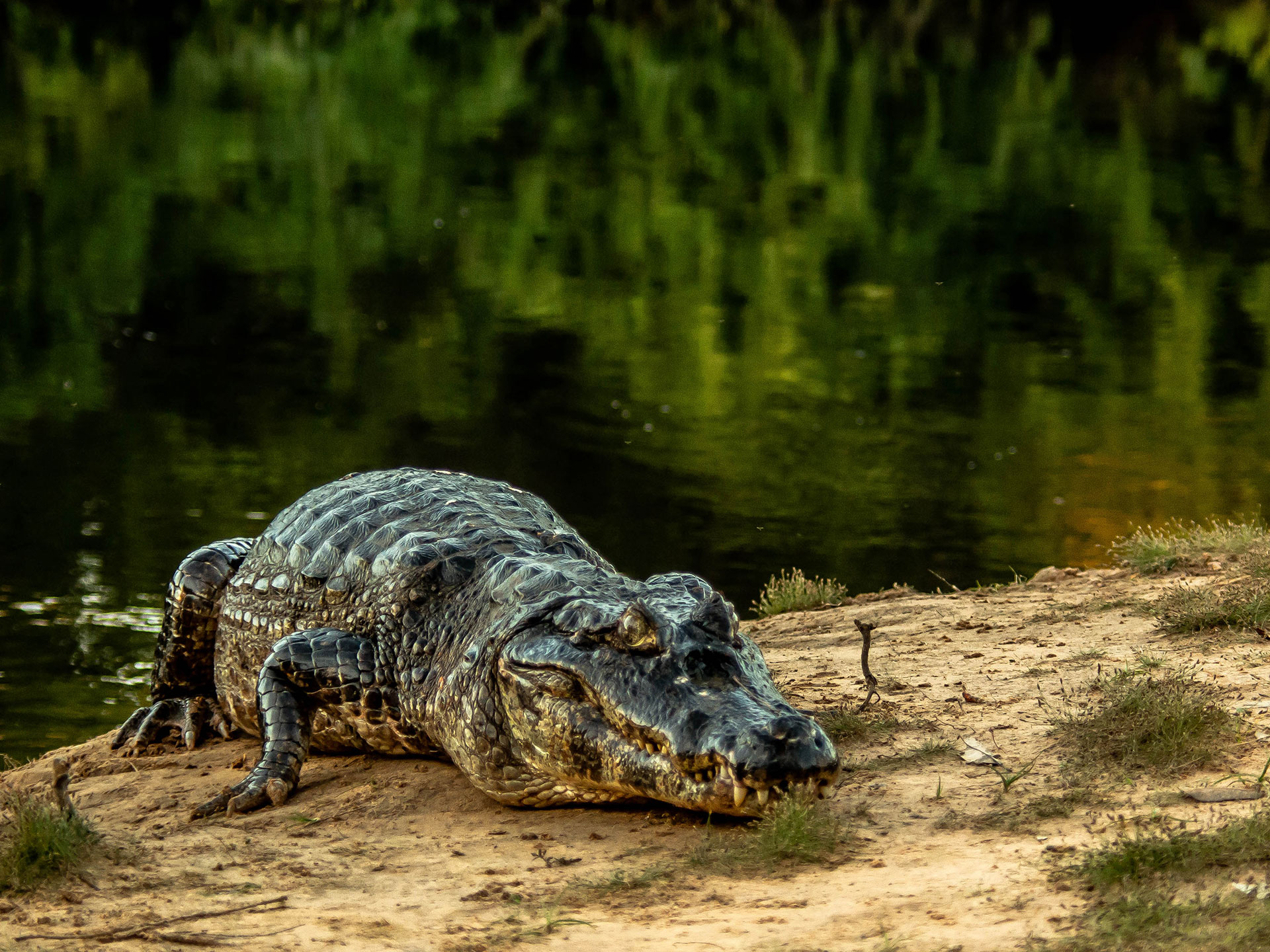Caïman dans le pantanal Brésilien - Alexandre Bauer Photographe