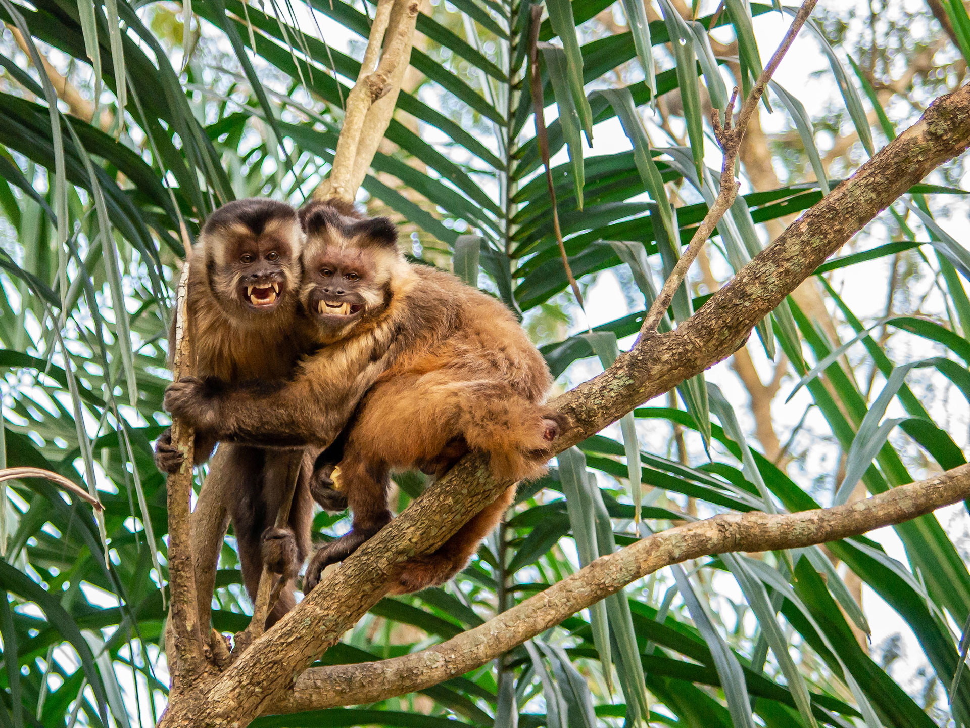 Capucins en Amazonie Bolivienne - Alexandre Bauer Photographe